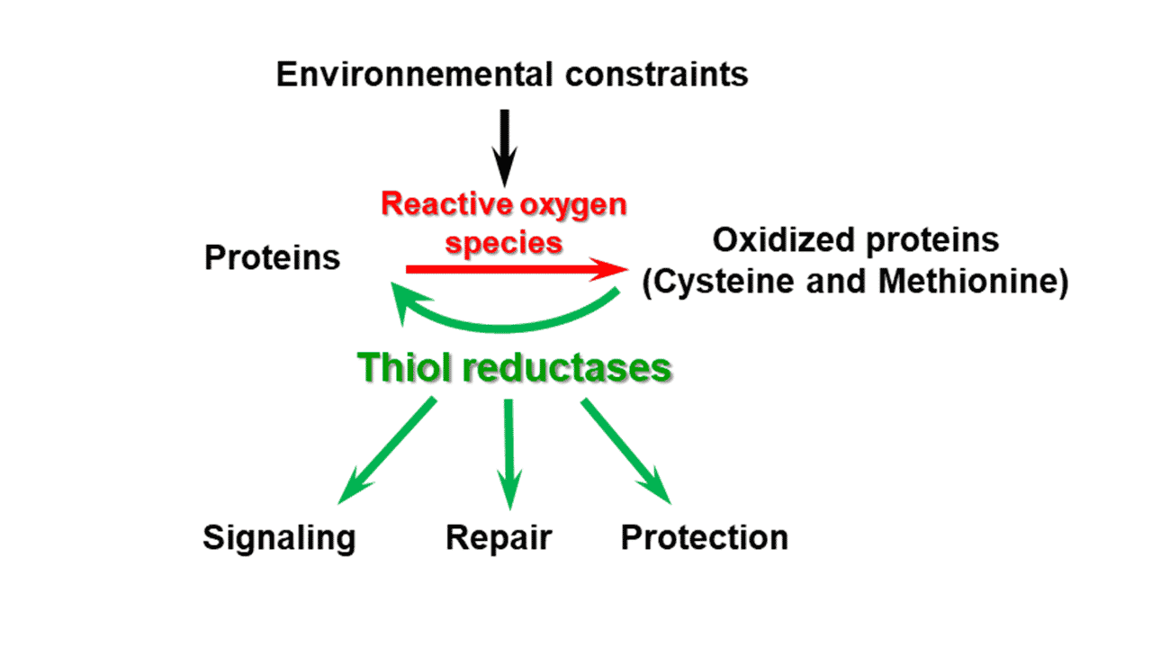 PPV Research Themes - Cité des énergies